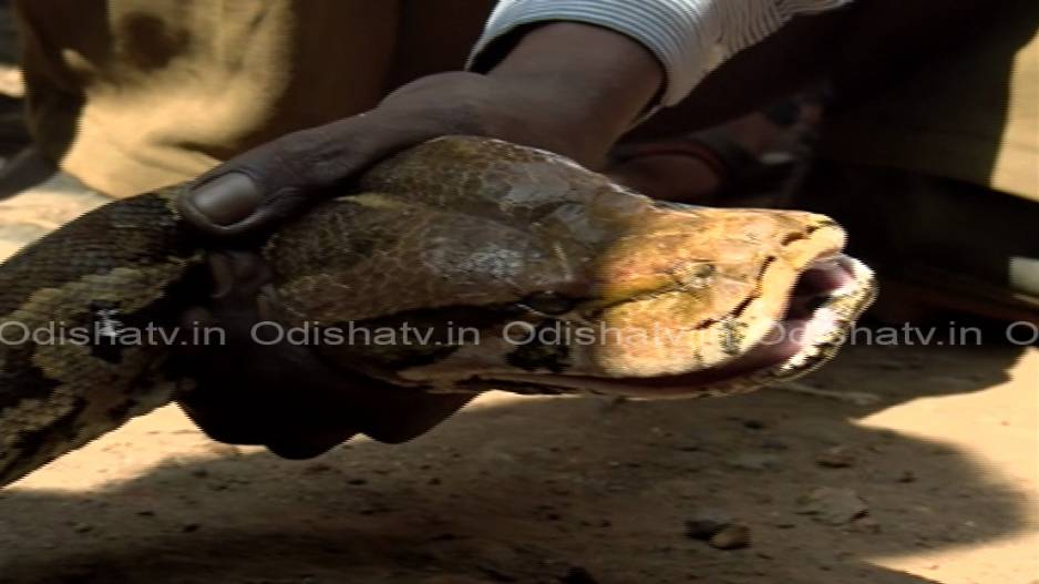 15 ft Injured Python Rescued Near Barunei Hills