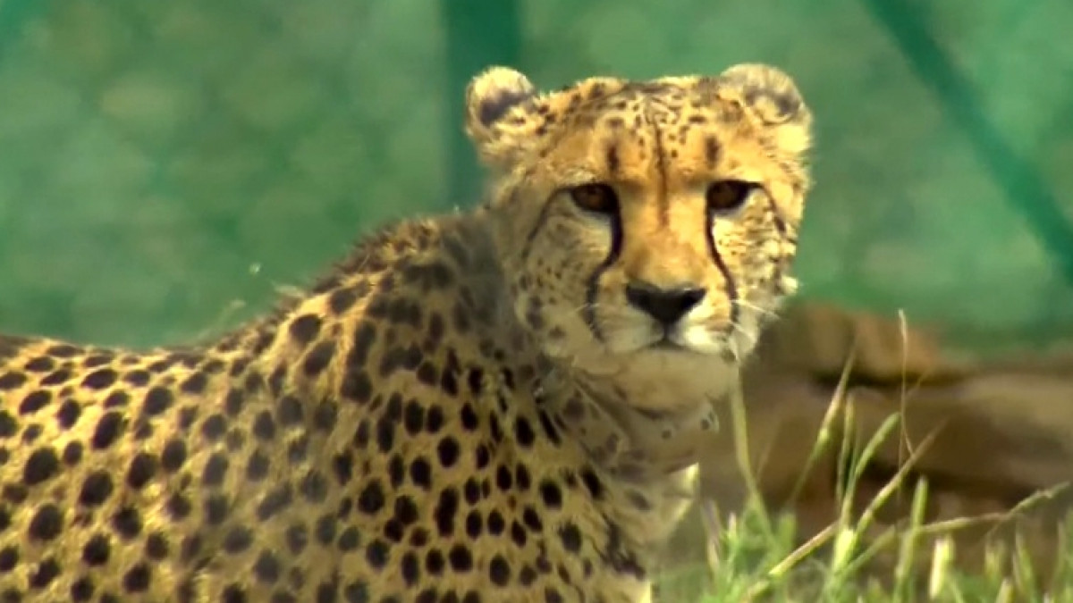 100 to 12 in 12 years! Here's how Asiatic Cheetah on brink of ...