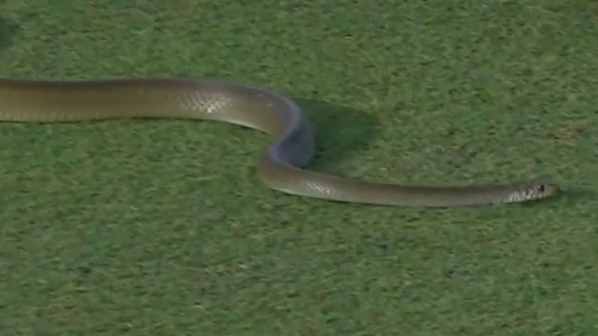 Snake charmers release snakes inside moving train to threaten ...