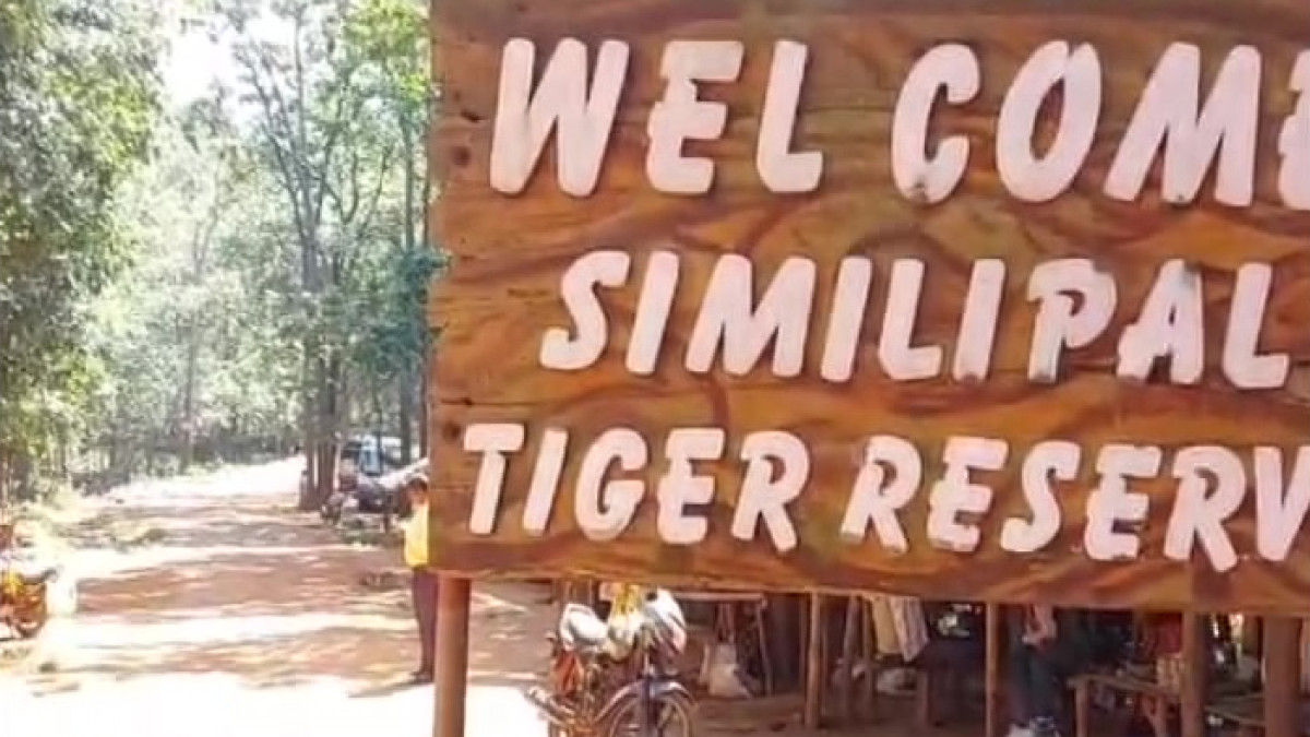 Odisha’s Similipal Tiger Reserve Reopens for Tourists from Today- Odisha TV